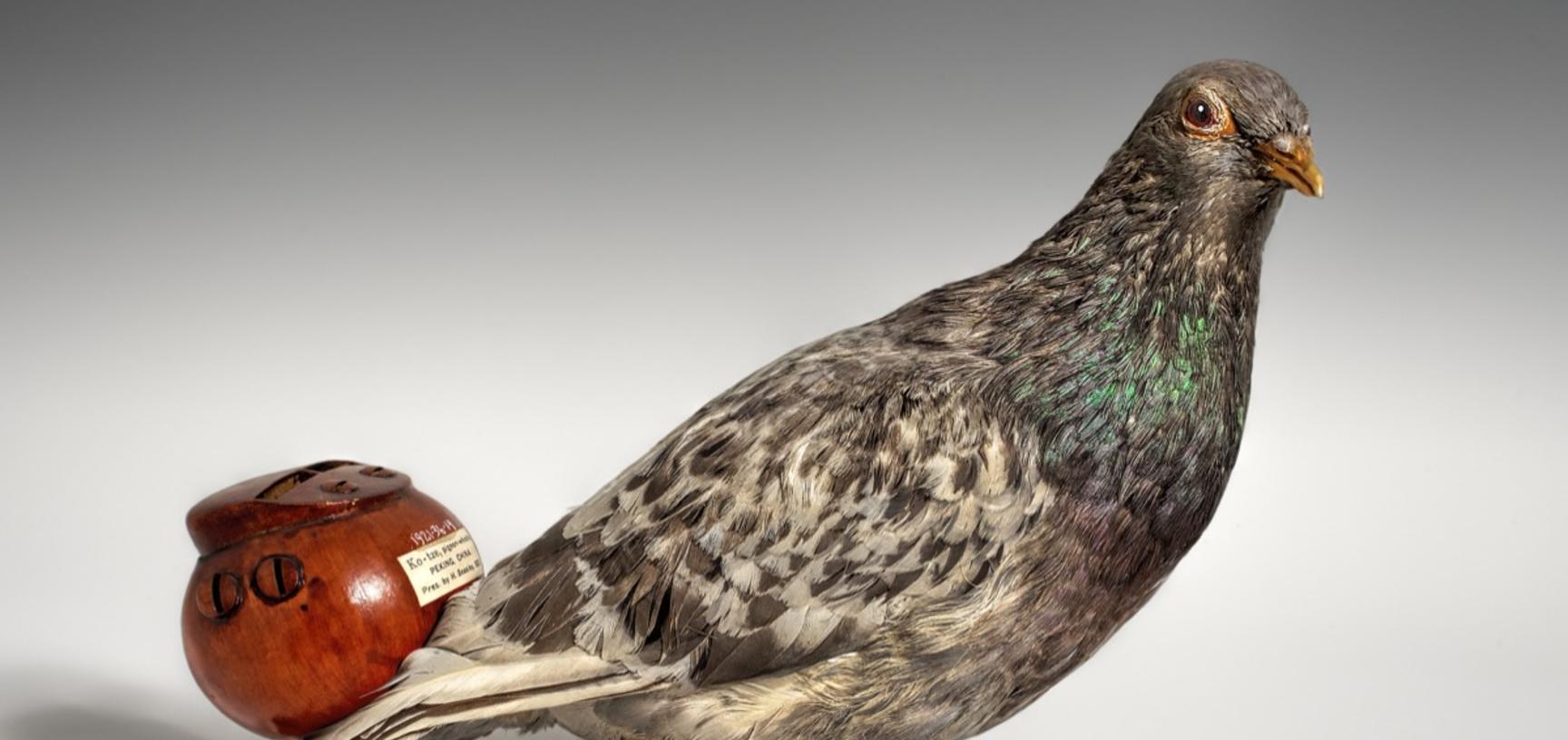Pigeon Whistles: An Orchestra in Flight | Pitt Rivers Museum